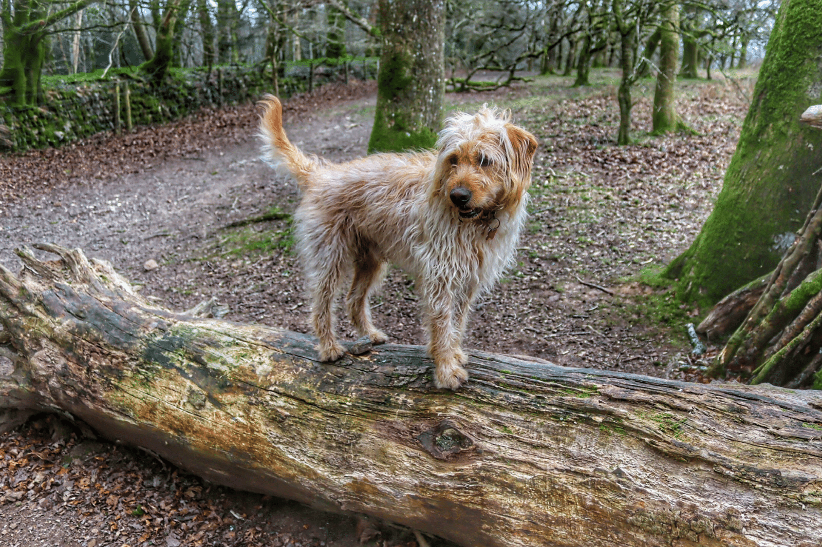 Dog Friendly Dartmoor Dog Walks on Our Doorstep - Pet Carpenter