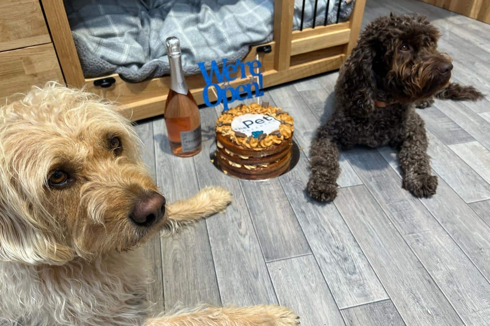 Celebrate success for you and your business - Pet Carpenter