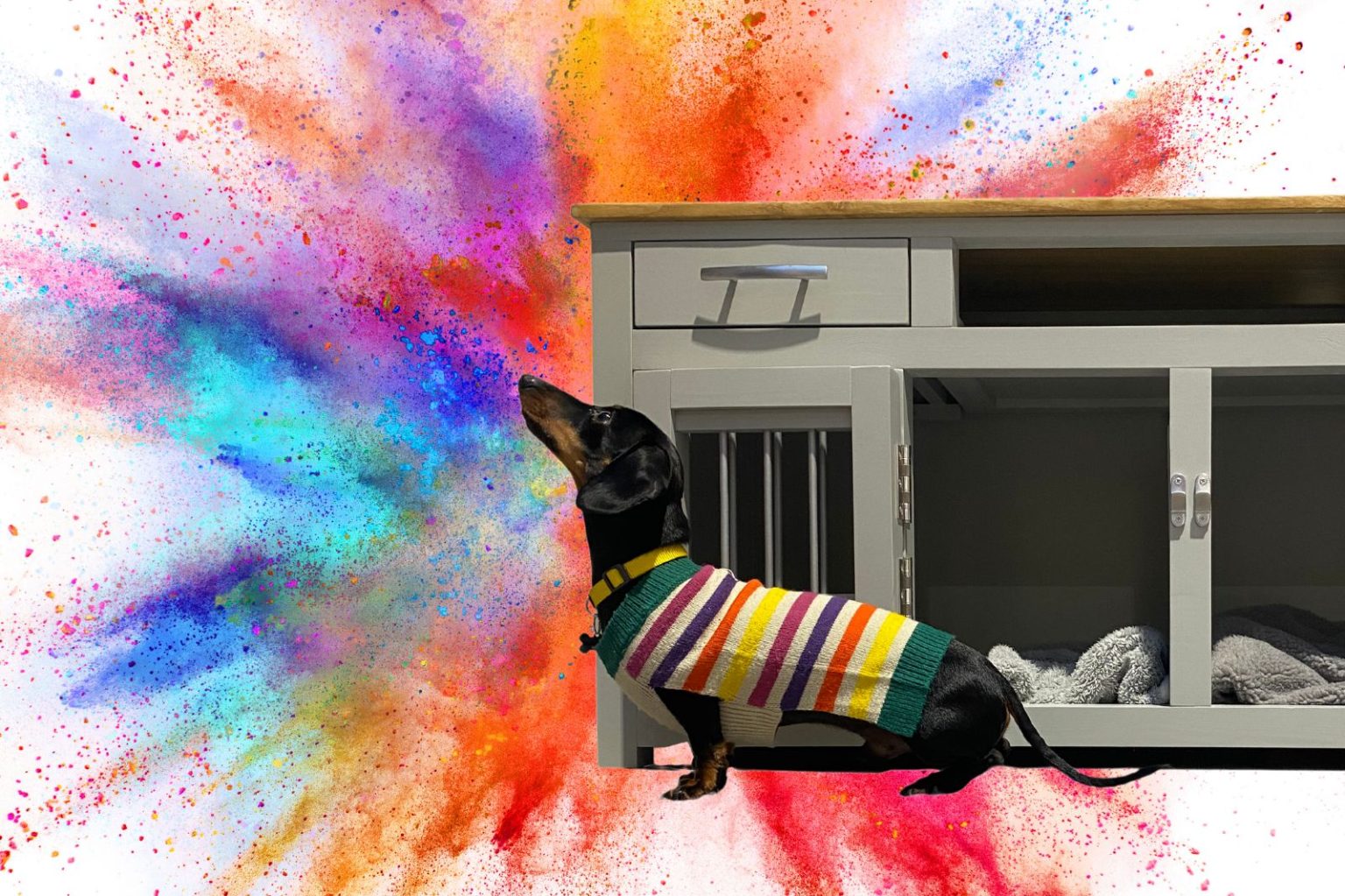 What colour to finish your pet furniture / 6 top tips - Pet Carpenter