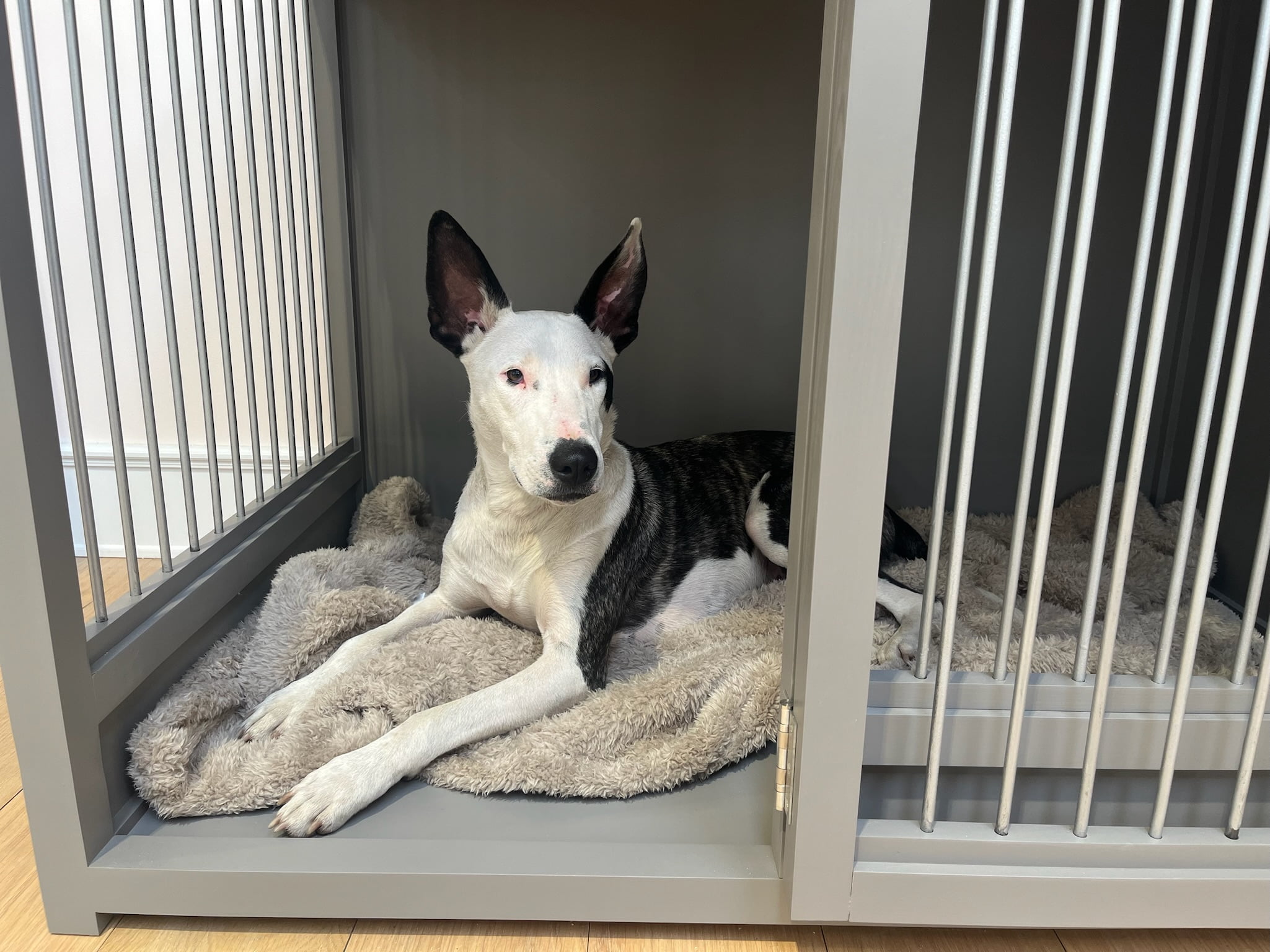 How to Introduce a Crate to a Rescue Dog - Pet Carpenter