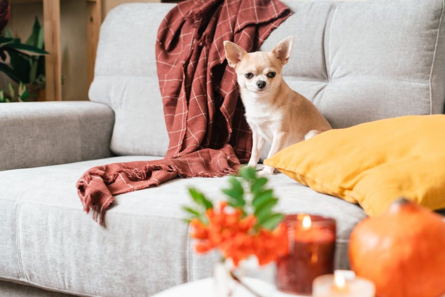 Pet-Safe Scents: Candles, Wax Melts and Diffusers That Won’t Harm Your ...